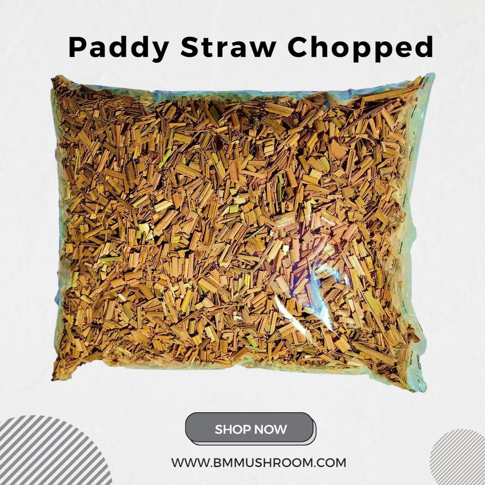 Chopped Paddy Straw: Premium Substrate for Mushroom Cultivation 1kg ...