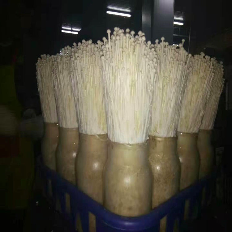 Enoki Mushroom Spawn (Flammulina velutipes) – BM MUSHROOM ONLINE STORE