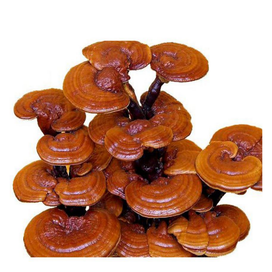 Mushroom Spawn – BM MUSHROOM ONLINE STORE