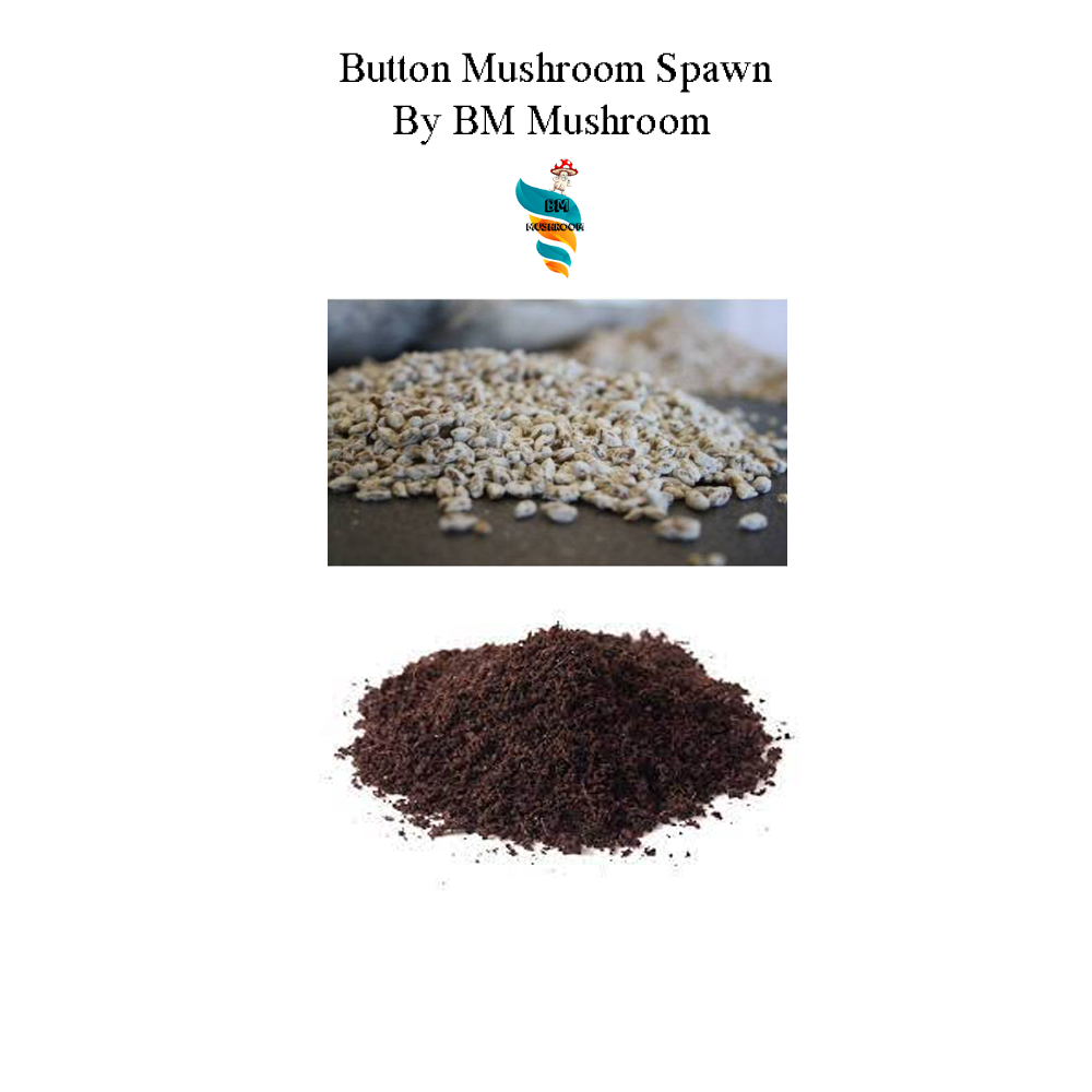 Button Mushroom Spawn (Agaricus bisporus) - 2 kg – BM MUSHROOM ONLINE STORE
