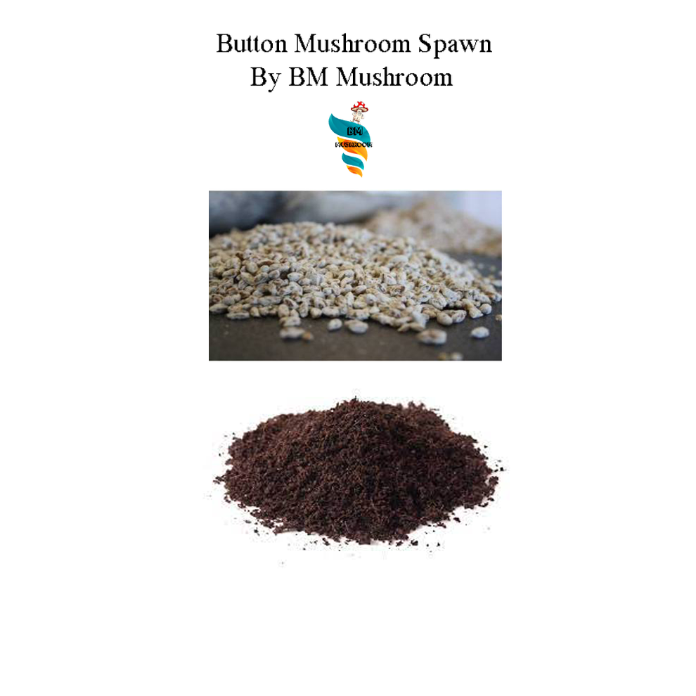 Button Mushroom Spawn (Agaricus bisporus) - 2 kg – BM MUSHROOM ONLINE STORE