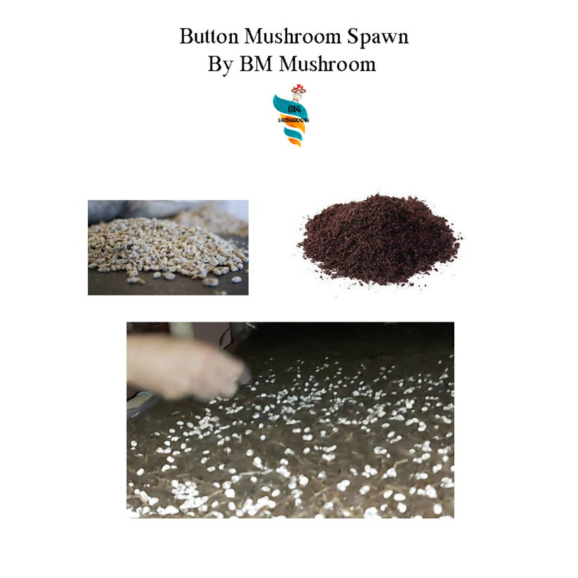 Button Mushroom Spawn (Agaricus bisporus) 1 kg – BM MUSHROOM ONLINE STORE