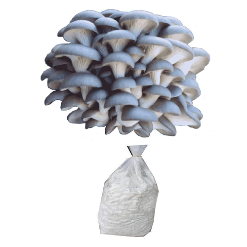 Oyster Mushroom Spawn 5 kg kit ( Spawn plus 50 PP bags plus Bevistin ...