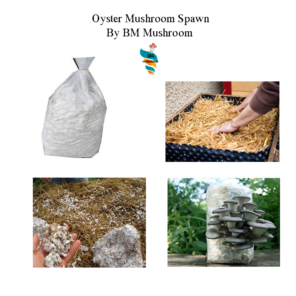 Oyster Mushroom Spawn 5 kg kit ( Spawn plus 50 PP bags plus Bevistin ...